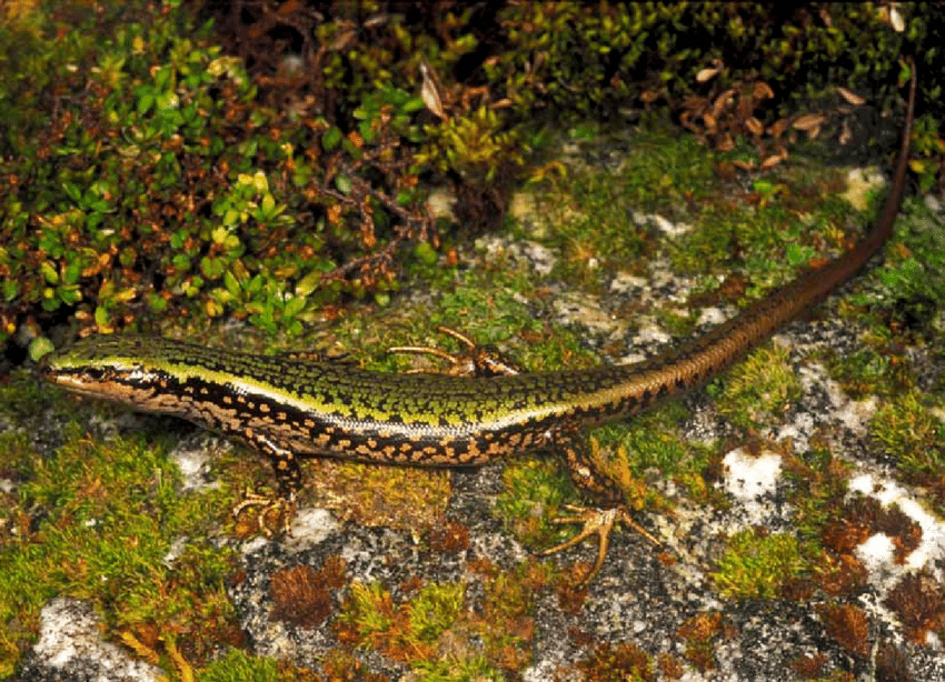 Fiordland National Park Sinbad Skink | Project Examples | Abseil Access